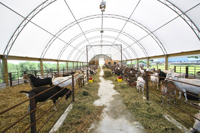 Sheep & Goat Barns - Vertical Building Solutions