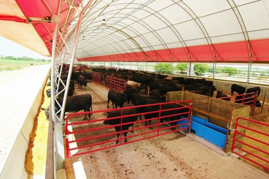 Beef Barns - Vertical Building Solutions